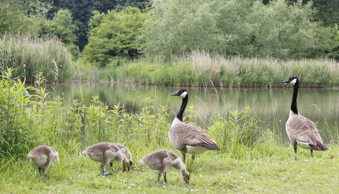Canada Goose Crop Damage | One Money Making Solution - Base Camp Leasing