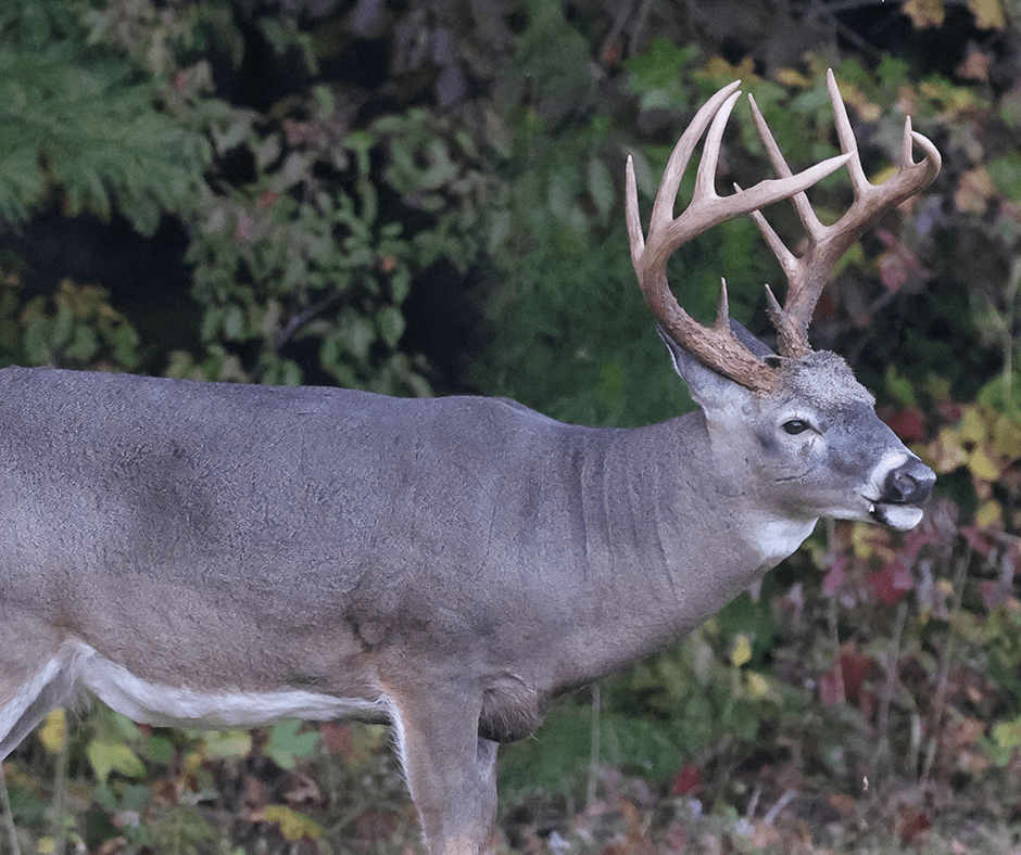 Top 5 Misconceptions About Hunting Leases - Base Camp Leasing